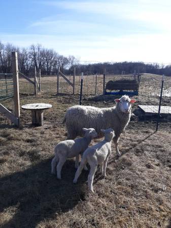 Polypay Ewes and Lambs for Sale!!! | Garden Items For Sale | Madison ...