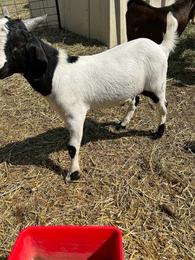 10 DAPPLE BOER GOAT GOATS HERD FOR SALE $4,500 | Garden Items For Sale ...