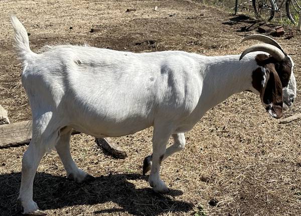 Boer Goats for Sale - Registered, Proven Triplet-Throwing Females, and ...