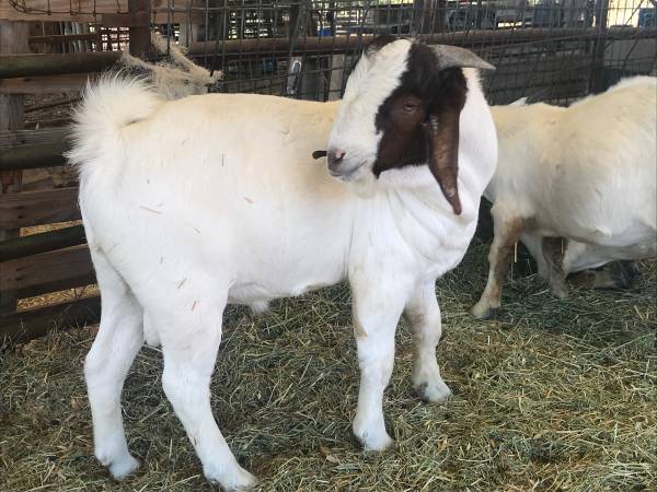 Stud Buck Service - Savanna, Mini lamancha and mini nubian $1 | Garden ...