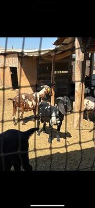 lamancha goats Boer goats $150 | Garden Items For Sale | Killeen, TX ...