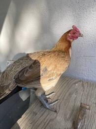 pure miner blue gamefowl pair - $100 (Snow Camp) | Garden Items For ...