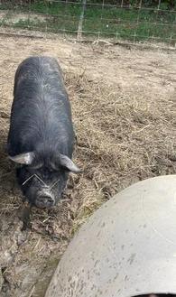 Kune Kune Pot Belly Mix Piglets Pigs ducks chickens guineas turkeys $25 ...