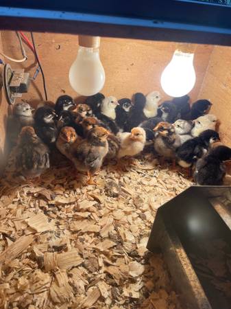 Baby Chicks rare breed $8 | Garden Items For Sale | Nashville, TN | Shoppok