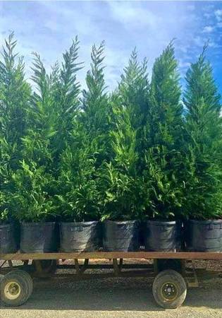 Leyland Cypress/Green Giant Arborvitae TREES!!! $25 | Garden Items For ...