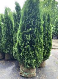 Green Giant , Leyland Cypress , & Emerald Arborvitae Trees SALE!! FREE ...