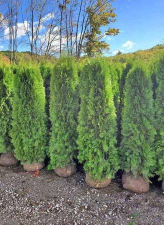 Green Giant , Leyland Cypress , & Emerald Arborvitae Trees SALE!! FREE ...