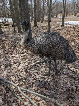 3 year old male Emu $500 | Garden Items For Sale | Northern Michigan ...