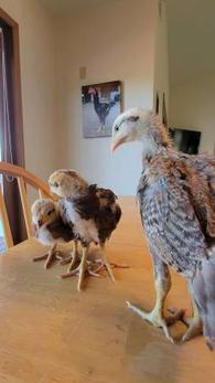 Indio Gigante Baby Chicks $10 | Garden Items For Sale | Atlanta, GA ...