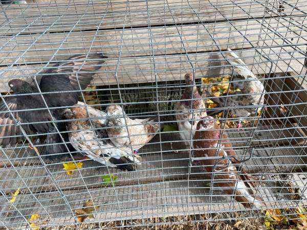 Parlor Roller Pigeons $40 | Garden Items For Sale | Northern Wisconsin ...