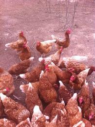 Isa Brown Laying Hens - For Sale in North Mississippi, MS - Shoppok