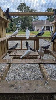 White Racing Pigeons for Sale - 2023 Delbar, Jan Arden Pied Whites $1 ...