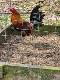 Stag Cages Gamefowl 18 cages on wall roosters/hens/show birds/pullets ...