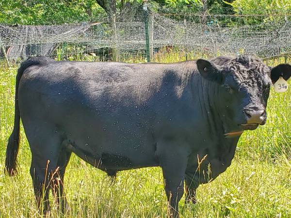 Aberdeen Angus (Lowline) Bull $1,500 | Garden Items For Sale | North ...