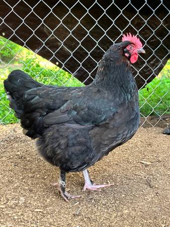 Black Copper Maran Laying Hens $25 | Garden Items For Sale | North West ...