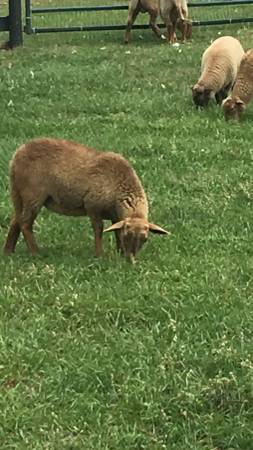 Florida Cracker Sheep $3,000 | Garden Items For Sale | Ocala, FL | Shoppok