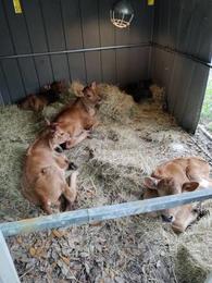 Bottle Calves - For Sale - Shoppok