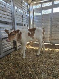 Bull bottle calves $225 | Garden Items For Sale | Eastern Colorado, CO ...