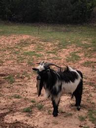 Nigerian Dwarf Billy $75 | Garden Items For Sale | Topeka, KS | Shoppok