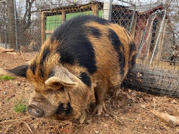 Kune Kune pigs $200 | Garden Items For Sale | Oklahoma City, OK | Shoppok