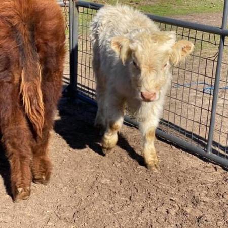 Angus Hereford Cross Cow/ highland and Donkey $1,100 | Garden Items For ...