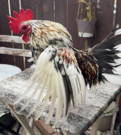 Bantam Chicken Serama Pretty Bird Rooster $100 | Garden Items For Sale ...