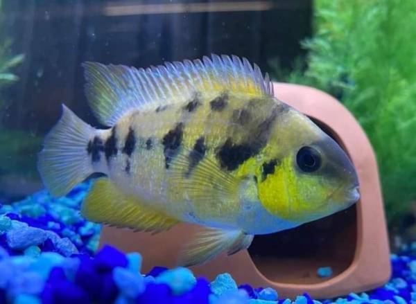 Cryptoheros Nanoluteus fry - Cichlid - Yellow Convict $12 | General ...