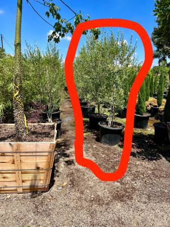 Olea Europaea ‘Wilsonii’ Simi-Fruitless Olive Tree $159 | Garden Items ...