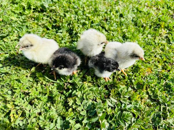Olive Egger Barred Rock Copper Maran Americauna Baby Chick Hen $9 ...