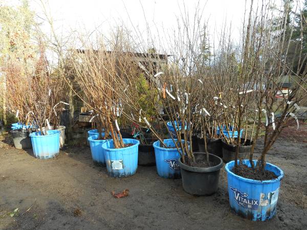 Bare Root and Potted Fruit Tree Sale- Over 600 trees | Garden Items For ...