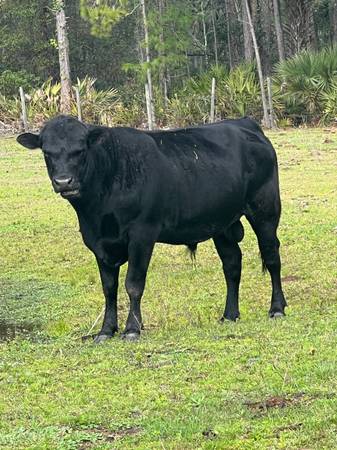 2.5 year old angus bull $1,800 | Garden Items For Sale | Orlando, FL ...