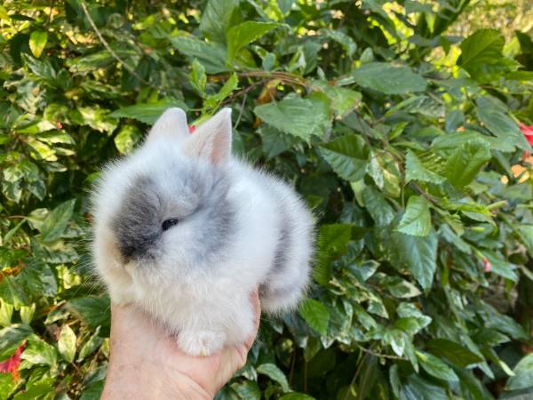 Dwarf Lionhead Baby Bunny Rabbit | Garden Items For Sale | Orlando, FL ...