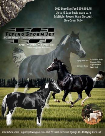 APHA and PtHA Black Homozygous Tobiano Stallion Standing at Stud $550 ...
