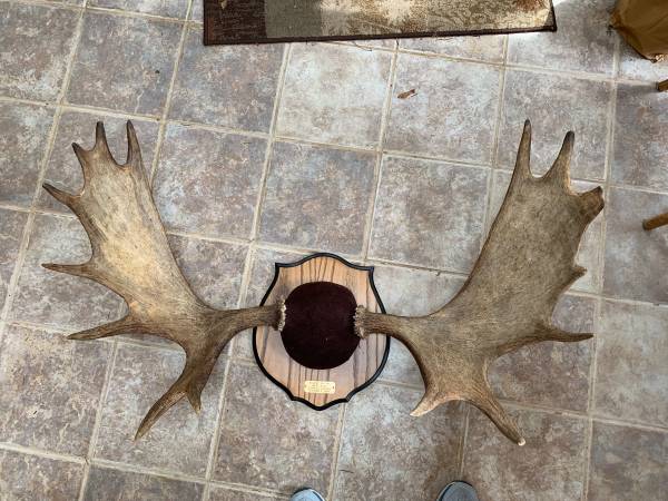Moose Antlers on Plaque $350 | General Items | Philadelphia, PA | Shoppok