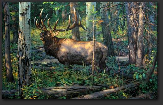 WILDLIFE PRINTS by LEON PARSON- LIMITED EDITION | Sports Goods For Sale ...