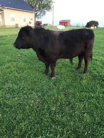 Mini Lowline Angus Bull $1,000 | Garden Items For Sale | Quad Cities ...