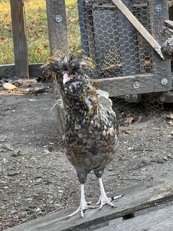 CANDY CORN POLISH ROOSTER $10 | Garden Items For Sale | Raleigh, NC ...