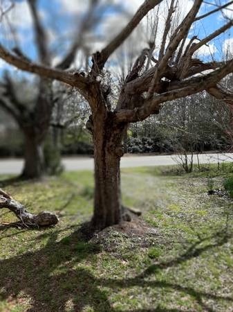 Hard Rock Maple Tree - you cut $400 | General Items | Raleigh, NC | Shoppok