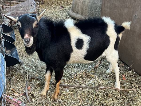 MDGA Mini Alpine Buck Goat $250 | Garden Items For Sale | Raleigh, NC ...