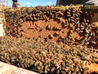 Honeybee Nucs, Cells, and Mated Queens for Sale | Garden Items For Sale ...