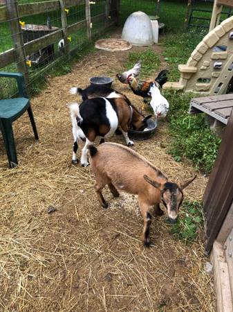 Bambi Nigerian Dwarf goat Doe Swiss Buckskin very sweet mannered $200 ...