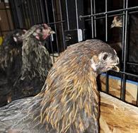 Liege Fighter Chickens For Sale $50 | Garden Items For Sale | Phoenix ...