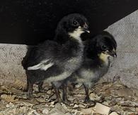 Liege Fighter Chickens For Sale $50 | Garden Items For Sale | Phoenix ...