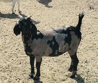 ABGA Red Dapple Doe $800 | Garden Items For Sale | Lewiston, ID | Shoppok