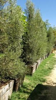 Olea Europaea ‘Wilsonii’ Simi-Fruitless Olive Tree $159 | Garden Items ...