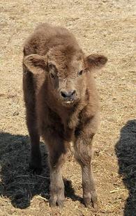 Lowline Angus - Classifieds - Shoppok