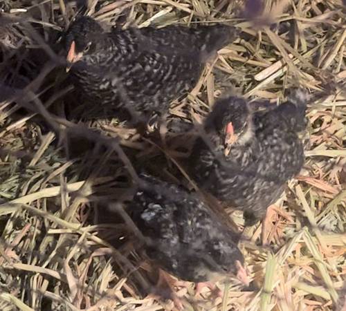 5 week old Dominique pullets $30 | Garden Items For Sale | Sacramento ...