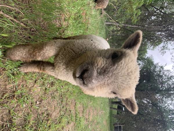 Babydoll Sheep - Registered Olde English Babydoll Southdown Lambs $400 ...