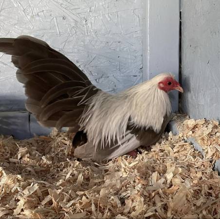 Bantam bantams kikirikis kikiriki azteca aztecas gallos | Garden Items ...
