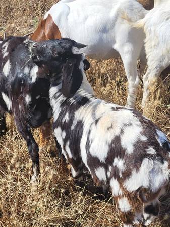 Boer goat goats doe doeling buck buckling ABGA registered $500 | Garden ...
